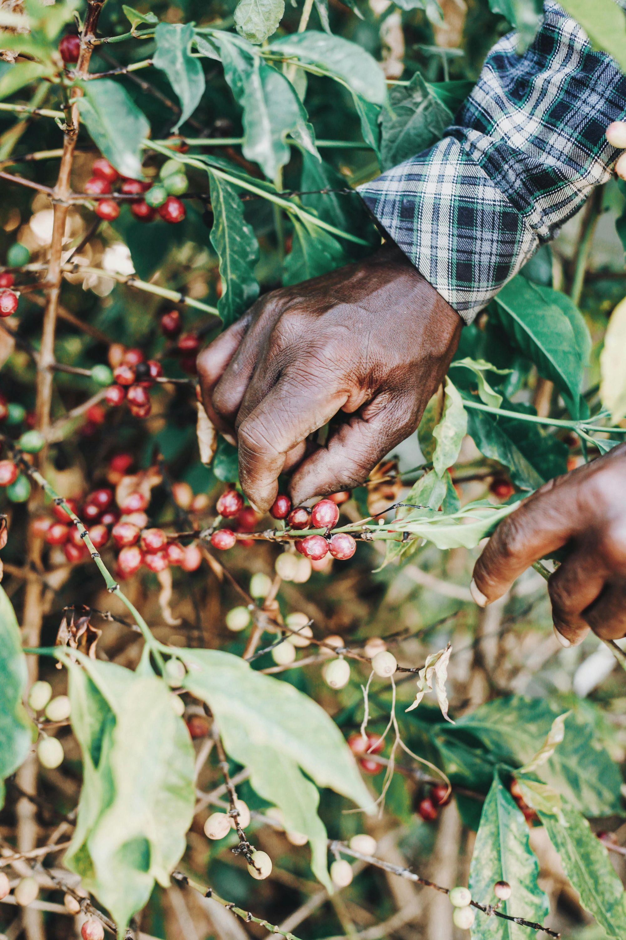 Emirundi Trade Co Ltd - Premium Ugandan Coffee Exporter | Direct from ...